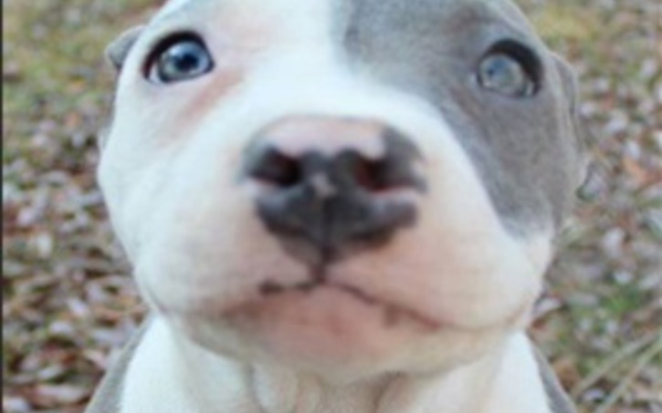 3D design BABY BLUEY PITBULL & SAM the Siamese cat - Tinkercad