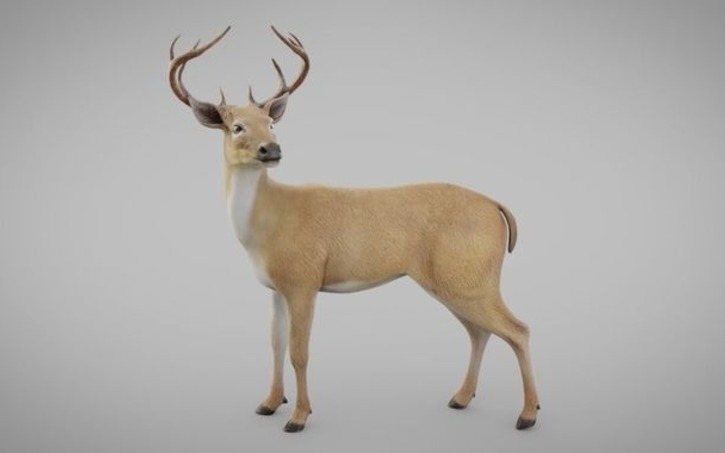 3D design Low-Poly Deer Model - Tinkercad