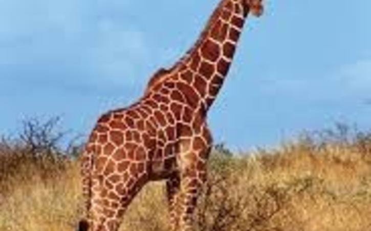 3D design Giraffe - Tinkercad