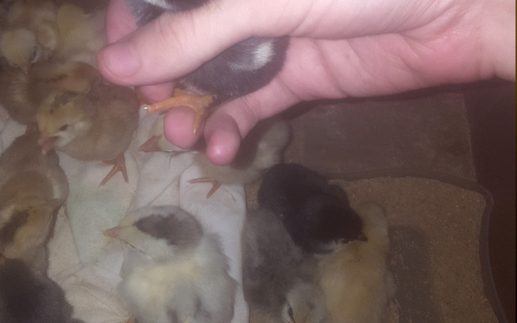 Circuit design Chocadeira com Arduino - Versão Simplificada - Tinkercad