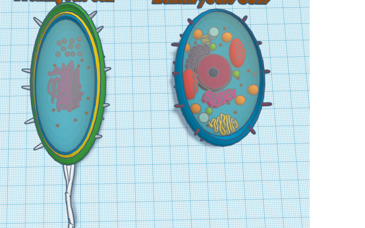 3D design Prokaryotic and Eukaryotic Cells - Tinkercad