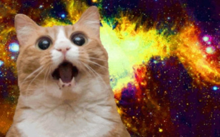 3D design cat memes (click on this to see cat memes) - Tinkercad