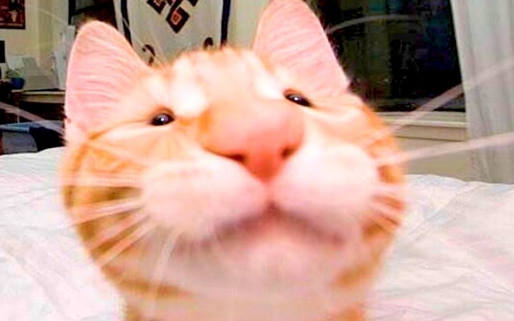 3D design cat memes (click on this to see cat memes) - Tinkercad